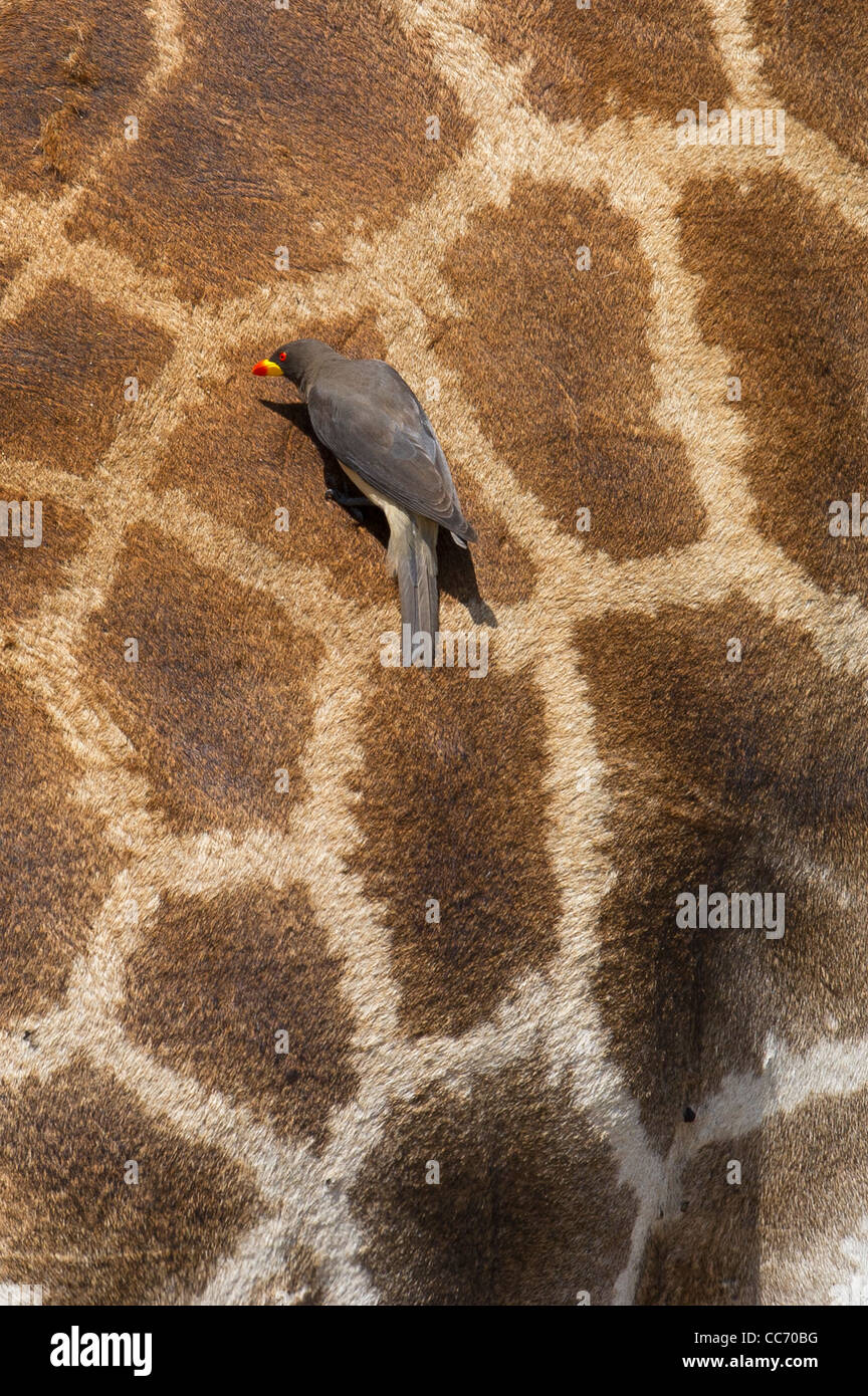 Oxpecker on a giraffe hi-res stock photography and images - Alamy