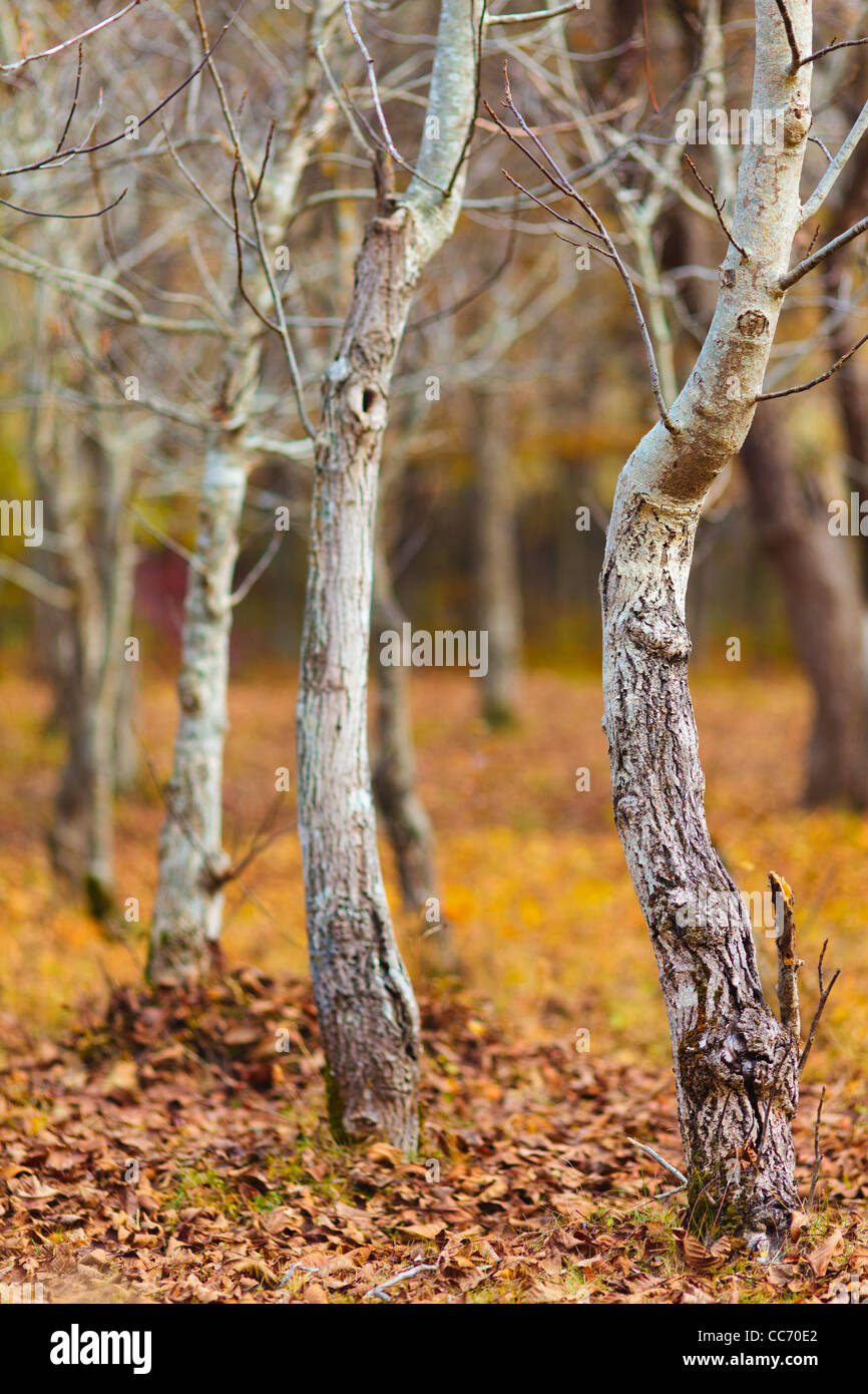 Young walnut trees orchard in the autumn with fallen leaves Stock Photo ...