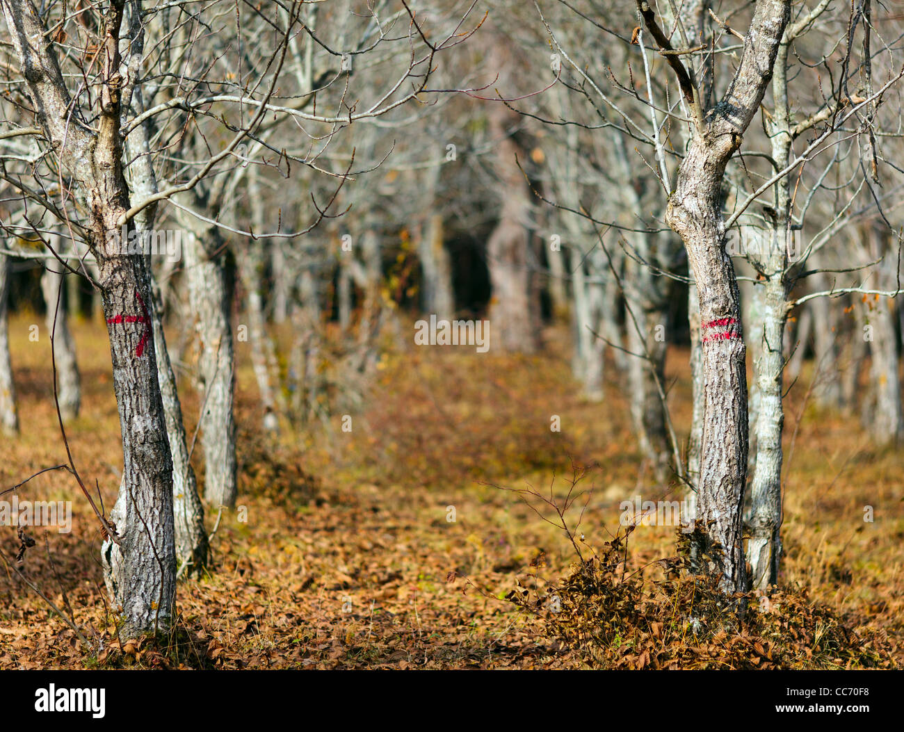 Plantation of walnut trees hi-res stock photography and images - Alamy