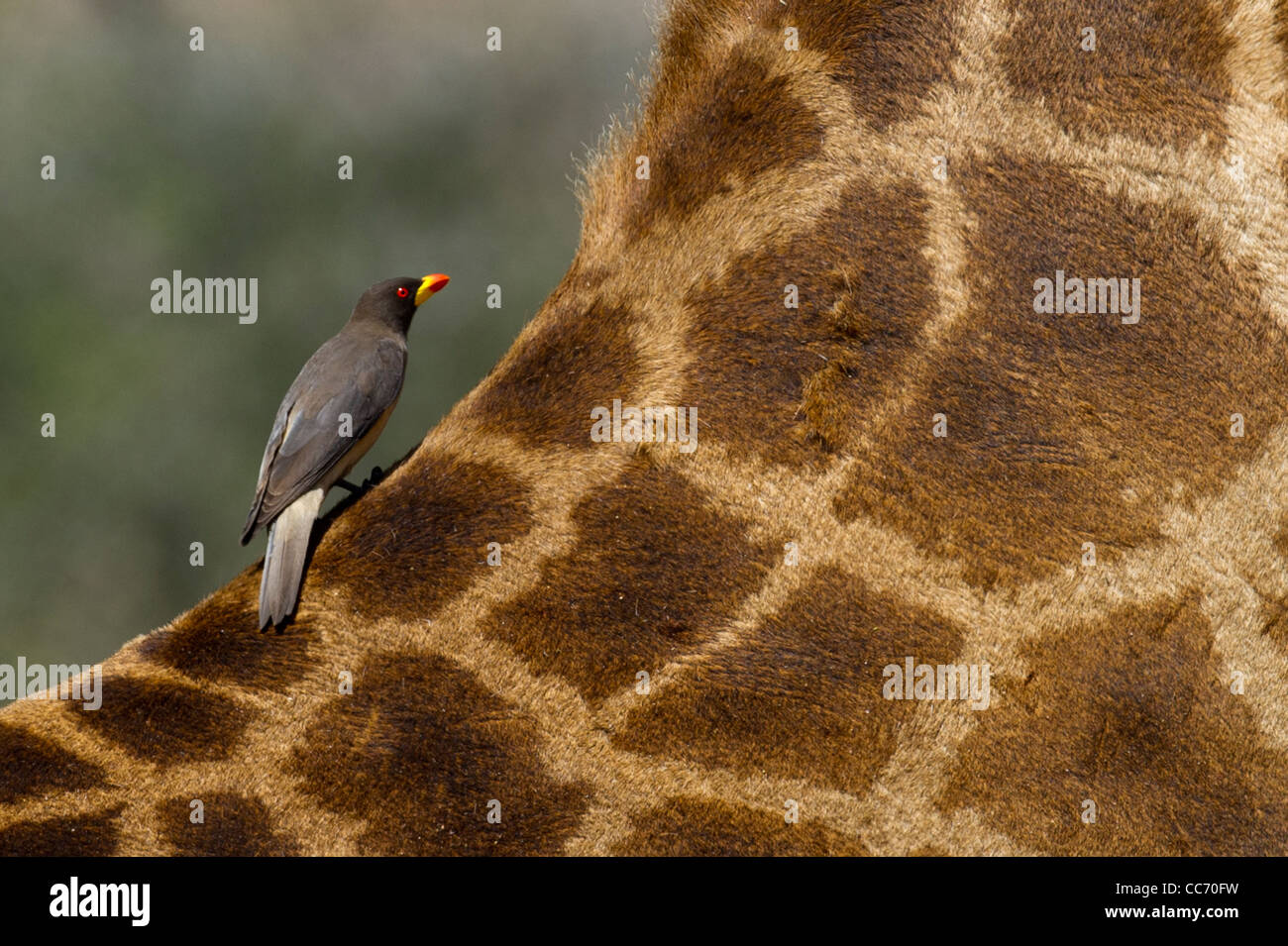 Oxpecker on a giraffe hi-res stock photography and images - Alamy