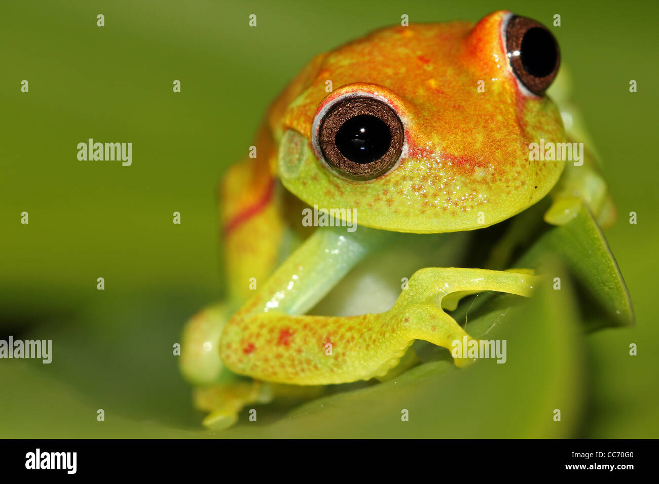 Polkadot poison frog hi-res stock photography and images - Alamy
