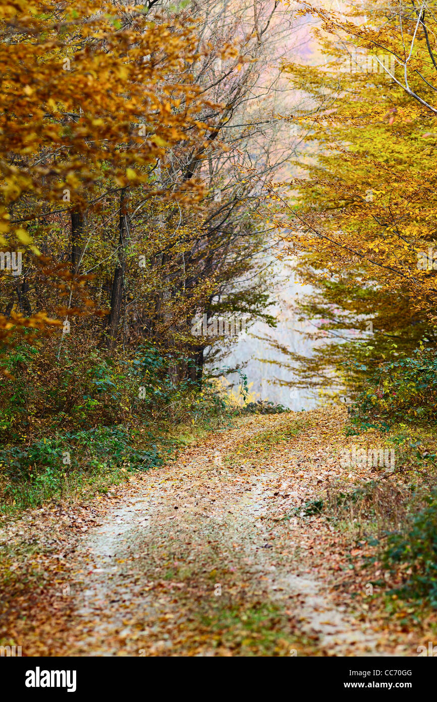 Colorful autumnal landscape with deciduous forest and many fallen ...
