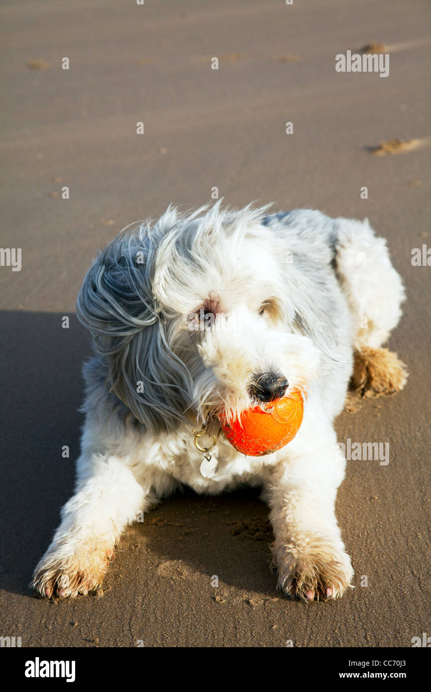 East coast, Mablethorpe, Lincolnshire bearded collie male dog playing ...