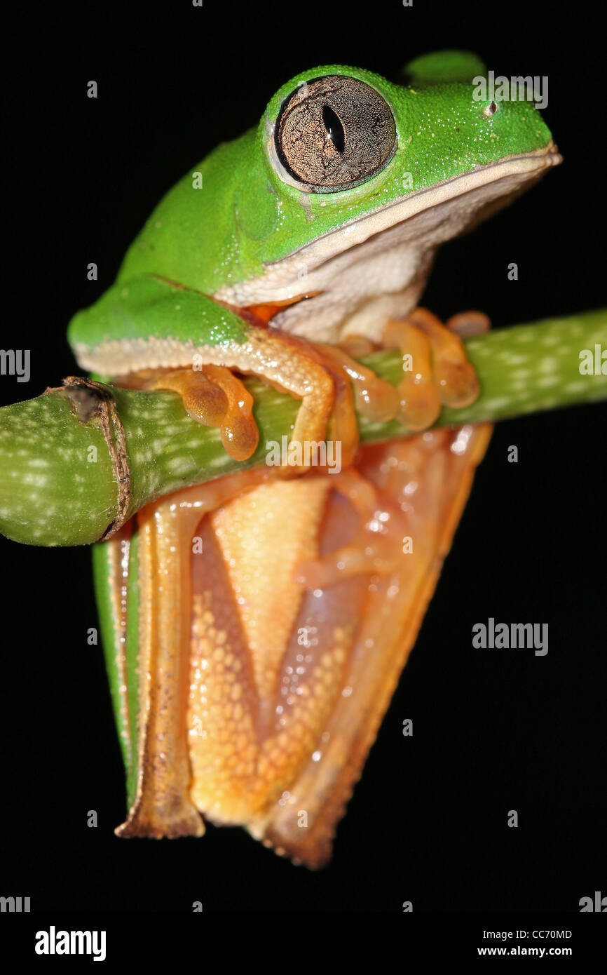 Tiger legged monkey frog hi-res stock photography and images - Alamy