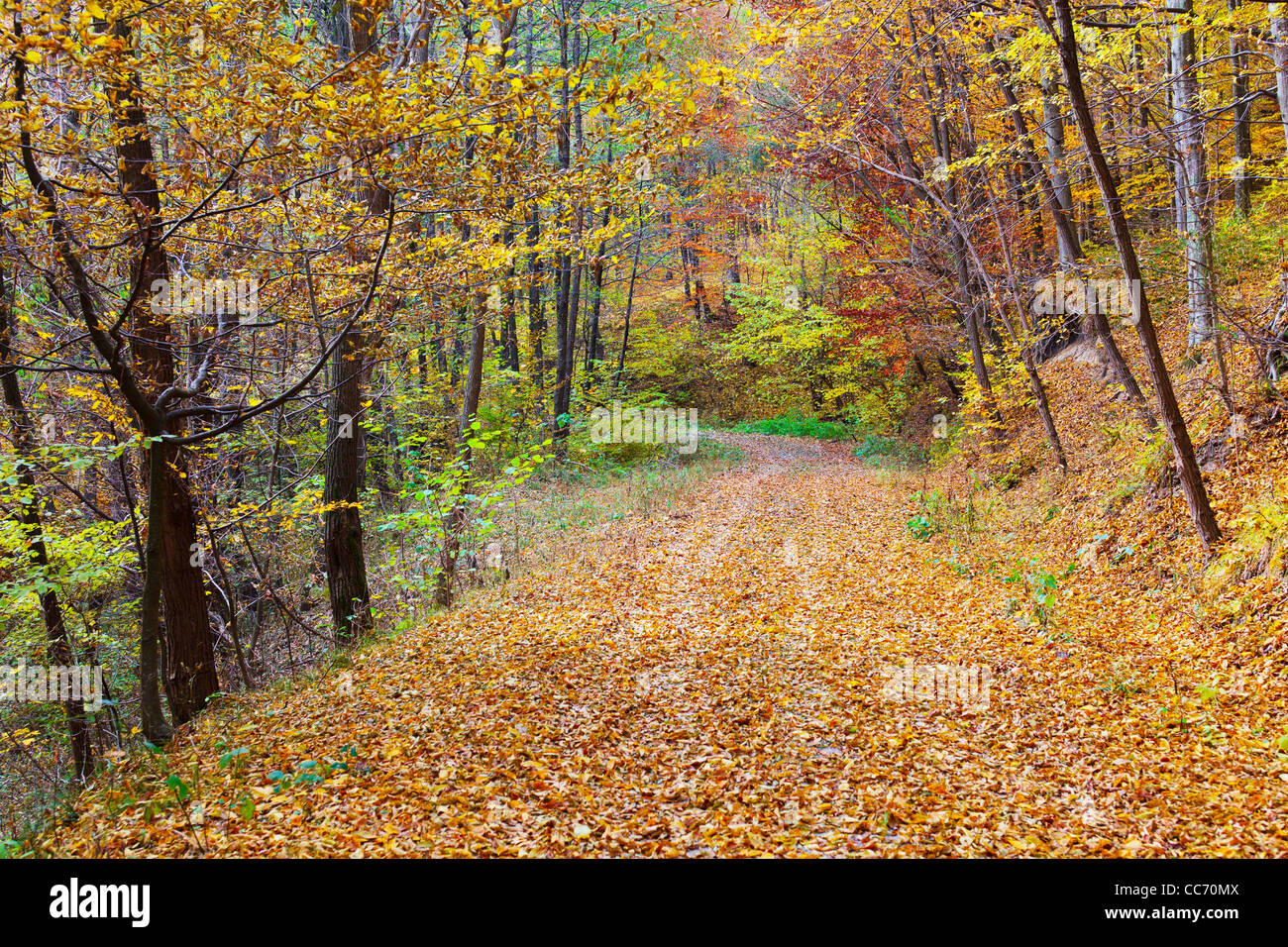 Colorful autumnal landscape with deciduous forest and many fallen ...