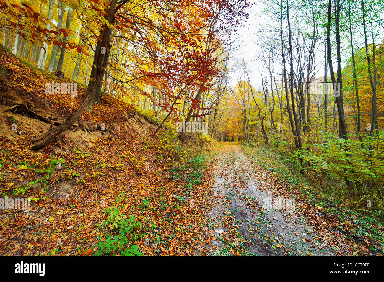 Colorful autumnal landscape with deciduous forest and many fallen ...