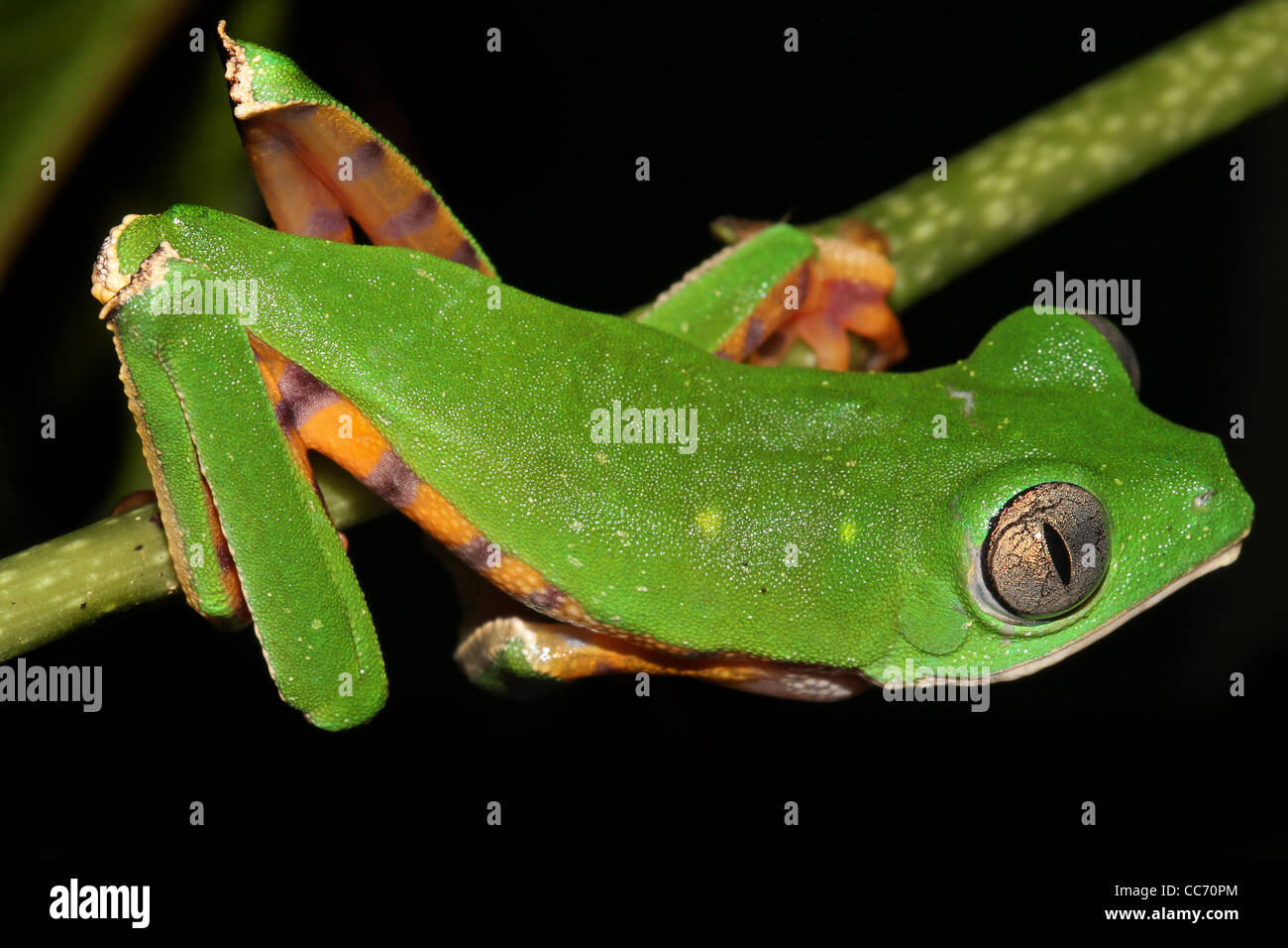 Tiger frog hi-res stock photography and images - Alamy