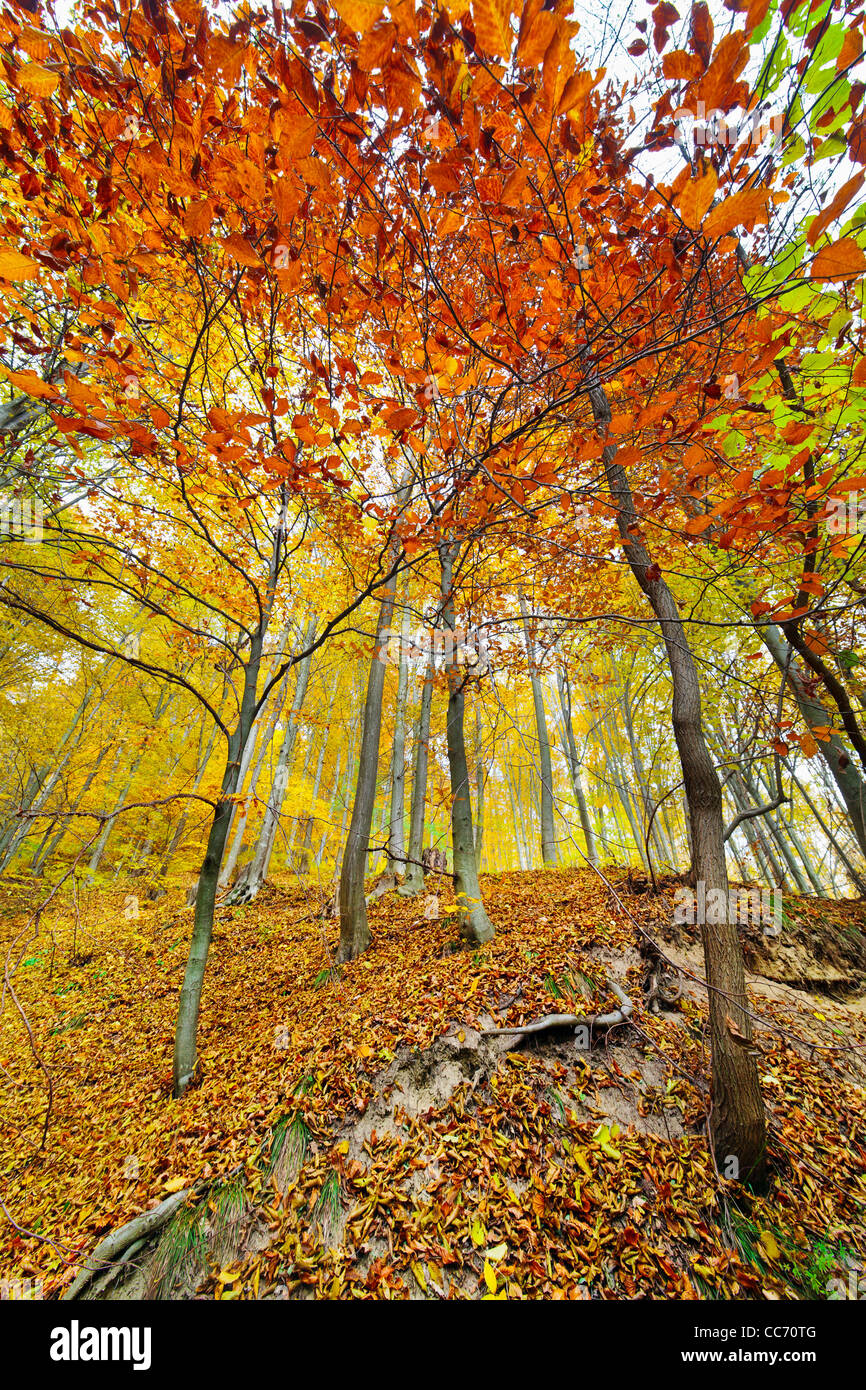 Colorful autumnal landscape with deciduous forest and many fallen ...
