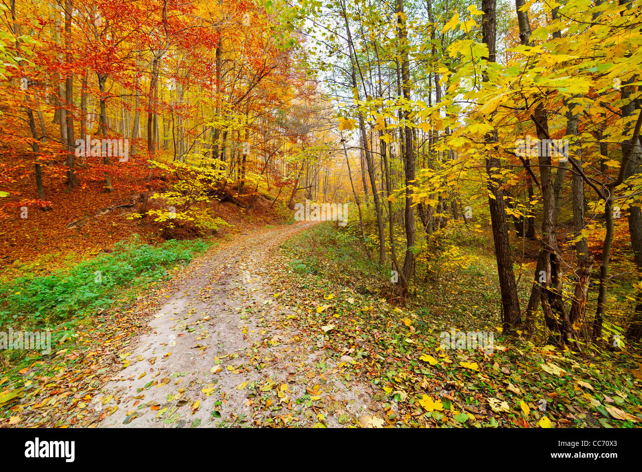 Colorful autumnal landscape with deciduous forest and many fallen ...