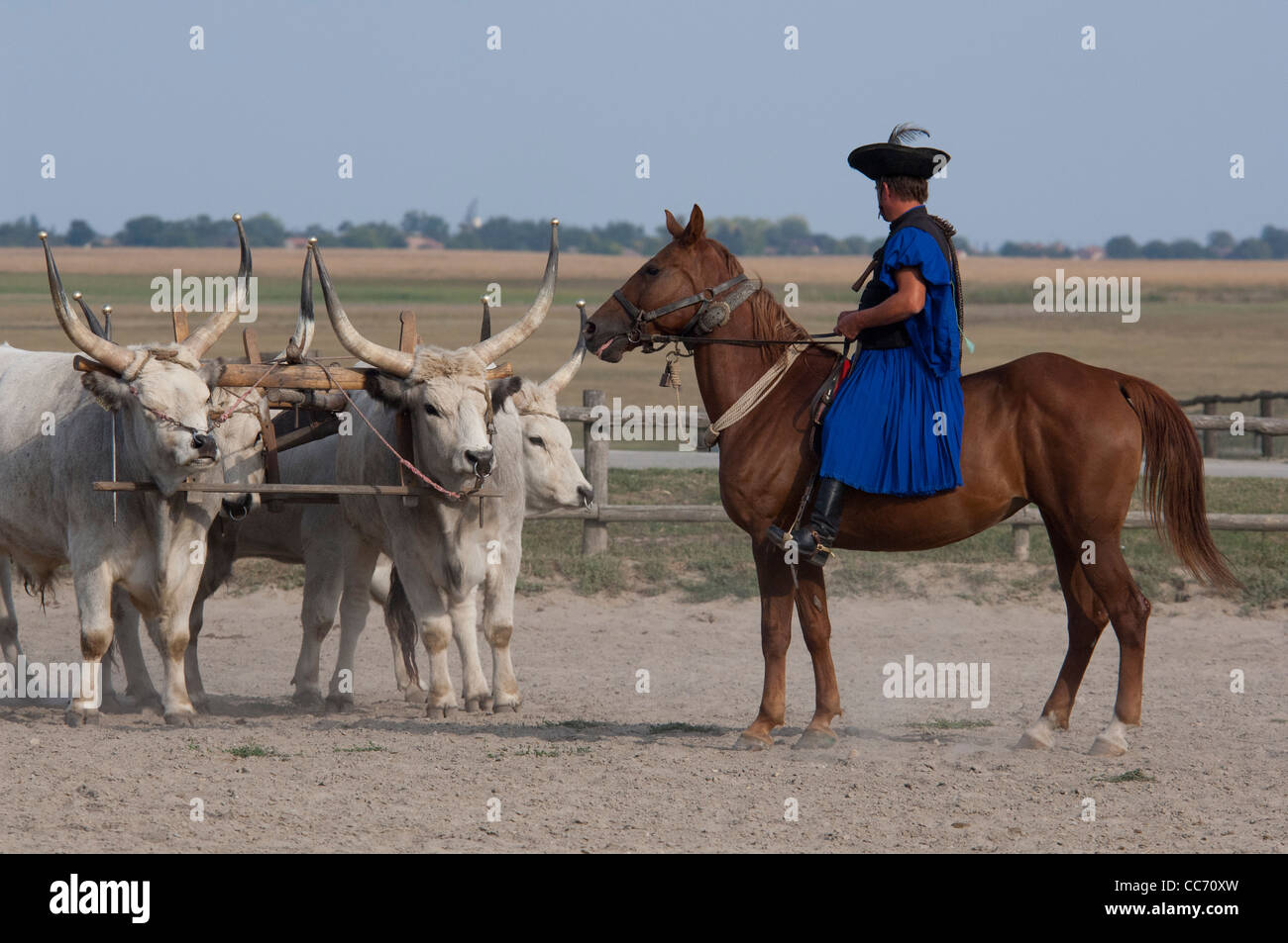 Hungary, Kalocsa. Traditional Hungarian horse show with Hungarian gray ...