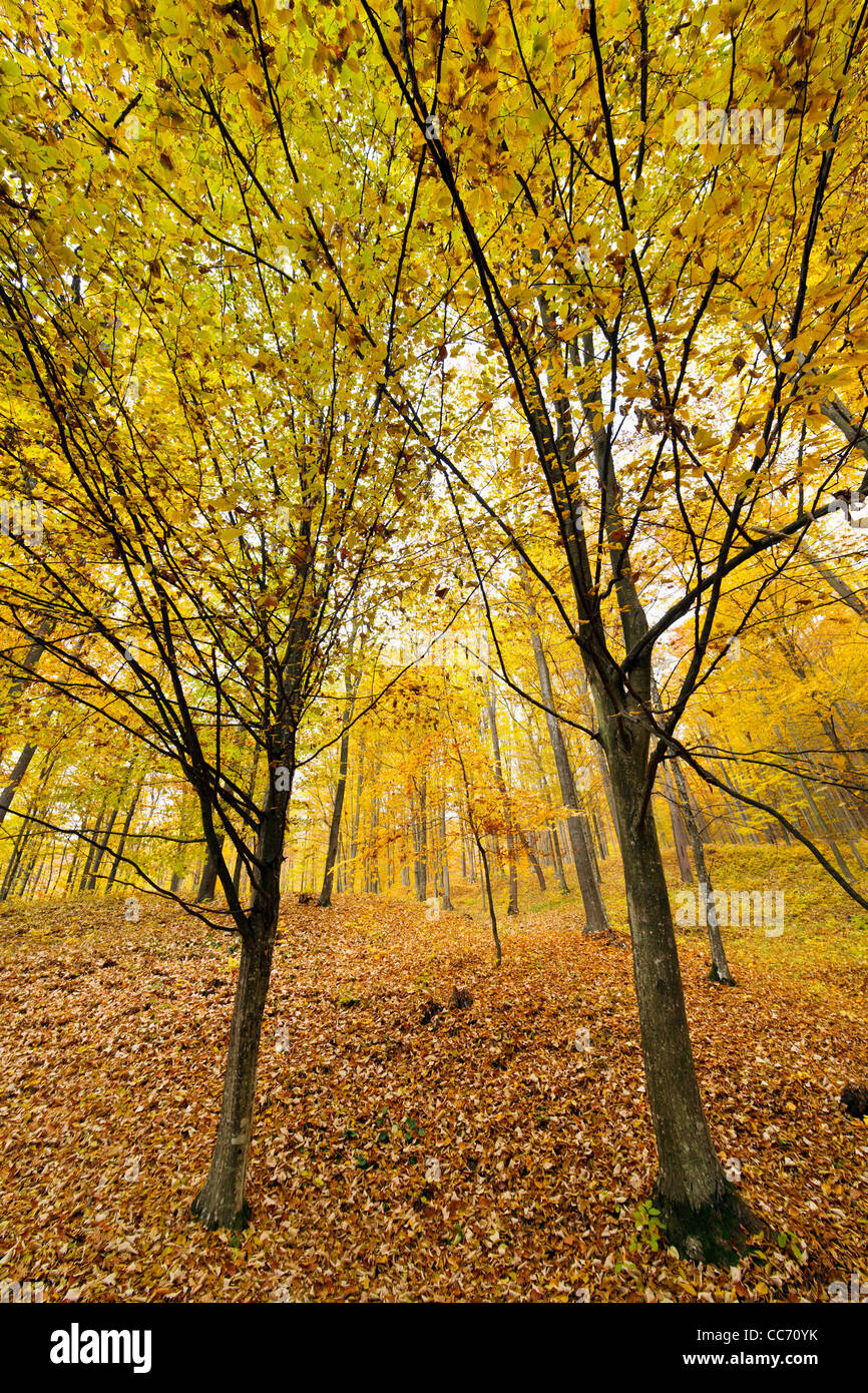 Colorful autumnal landscape with deciduous forest and many fallen ...