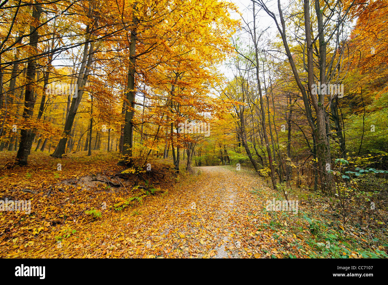 Colorful autumnal landscape with deciduous forest and many fallen ...