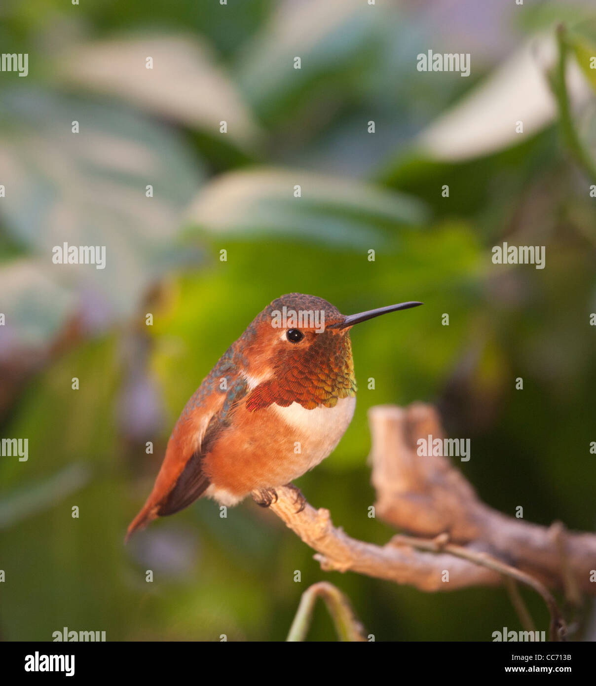 Allen's Hummingbird Male Stock Photo - Alamy