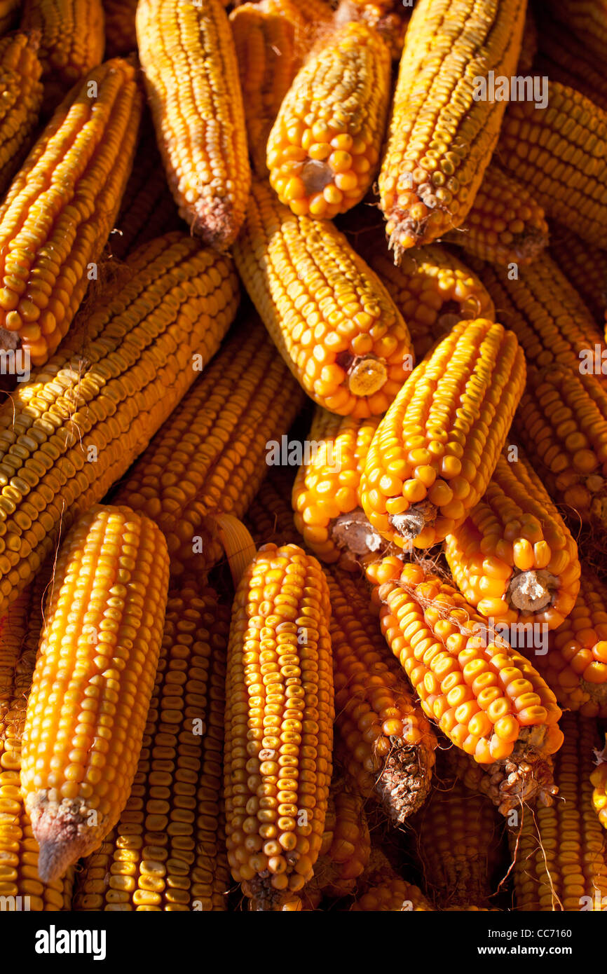Pile of yellow ripe corn in the sunlight Stock Photo - Alamy