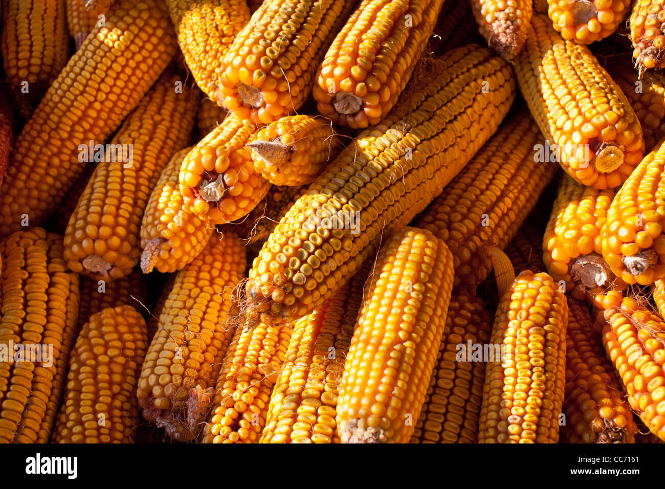 Stored corn hi-res stock photography and images - Alamy