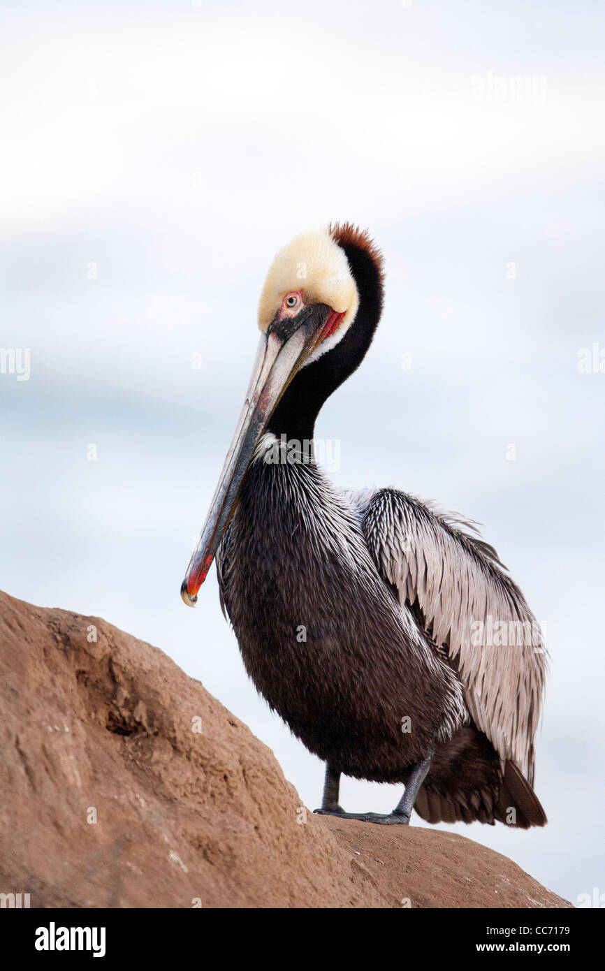 Brown Pelican in Breeding Plumage Stock Photo - Alamy