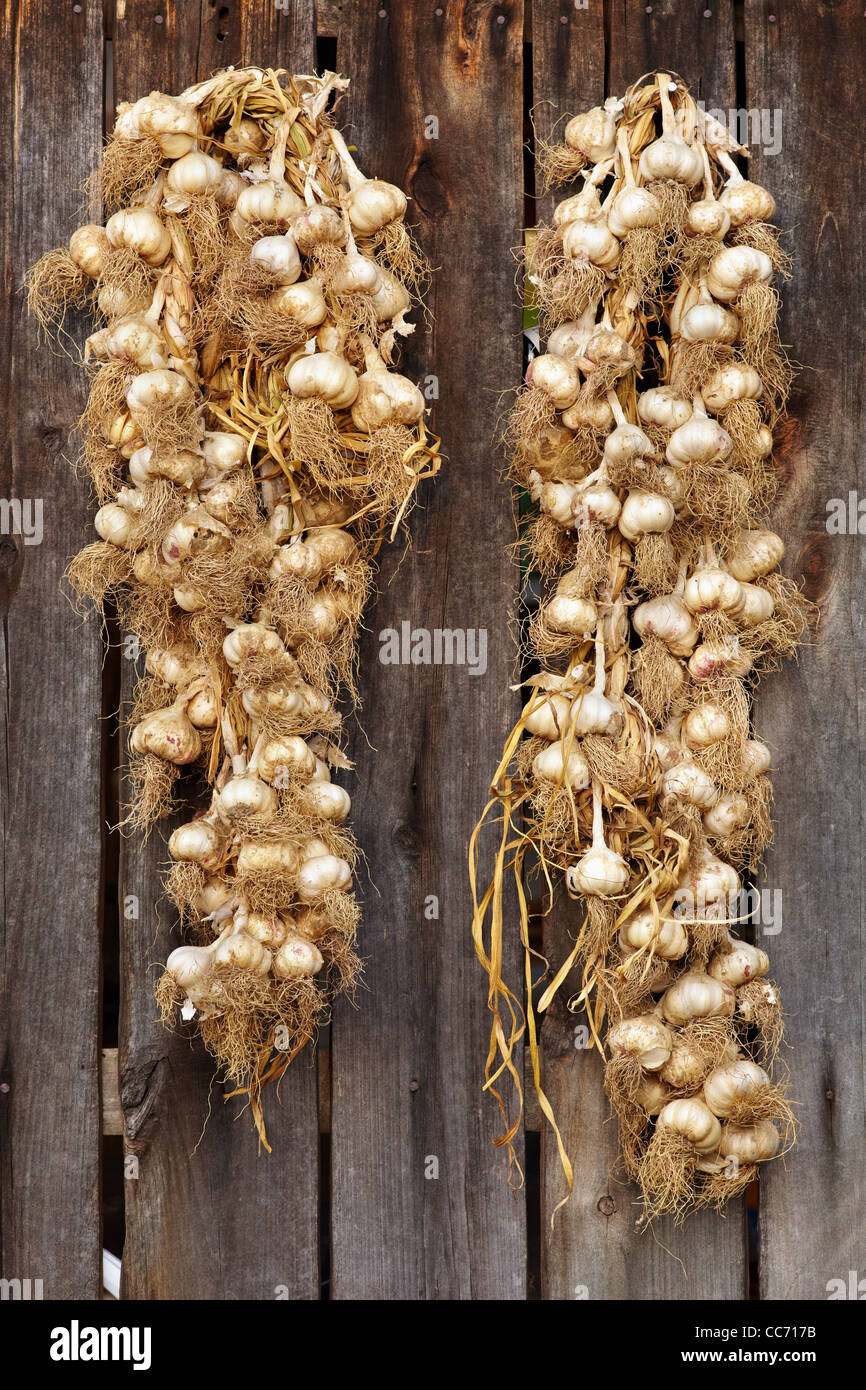Strings of garlic hi-res stock photography and images - Alamy