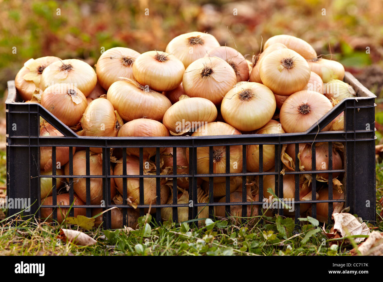 Crate of onions hi-res stock photography and images - Alamy