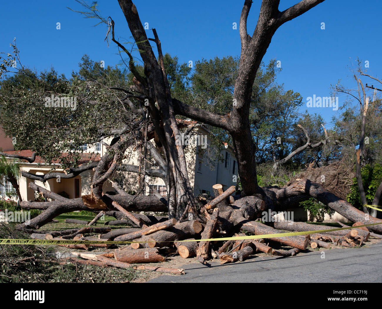 Uprooted tree hi-res stock photography and images - Alamy