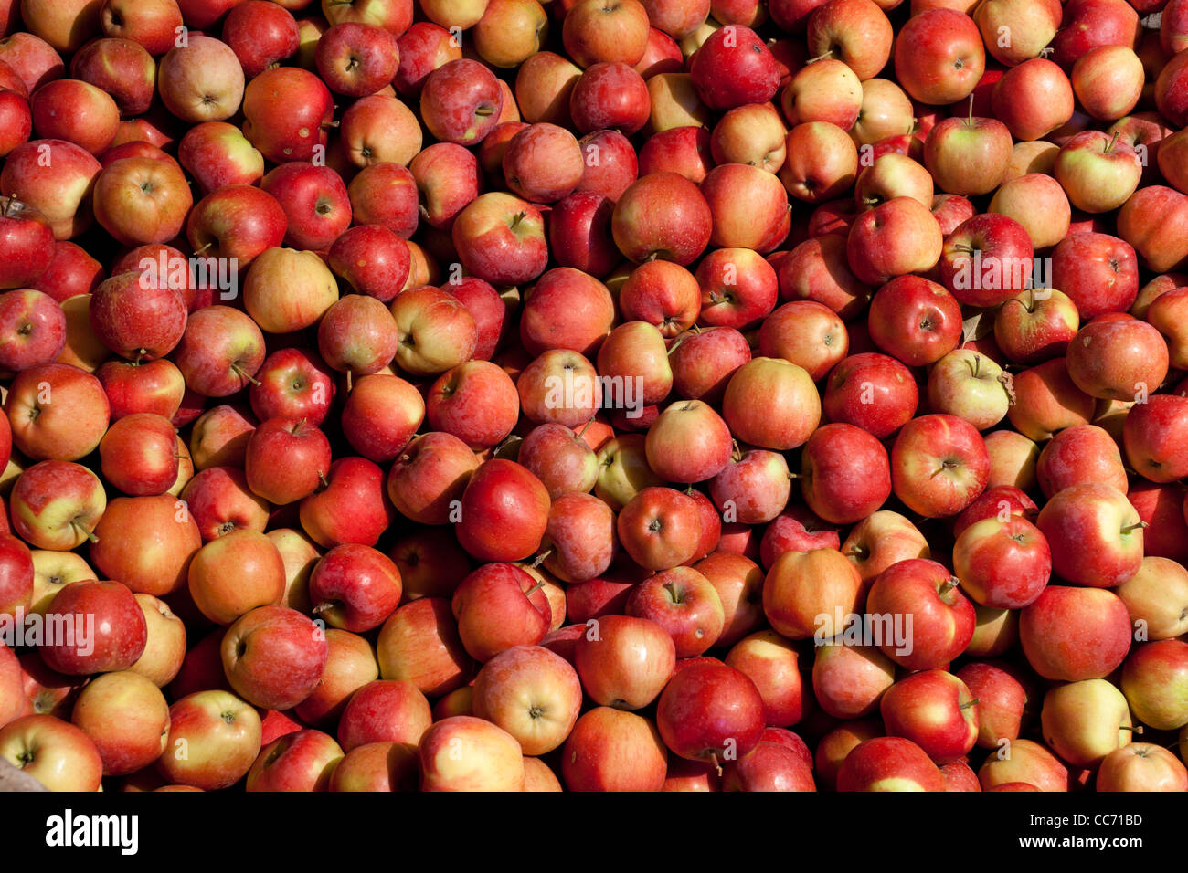 Big pile of red apples in the daylight Stock Photo - Alamy