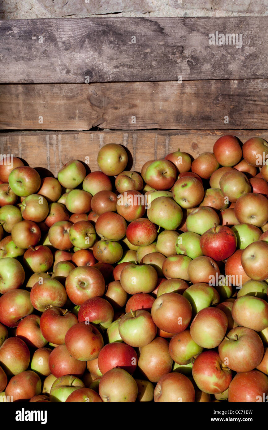 Big pile of red apples in the daylight Stock Photo - Alamy