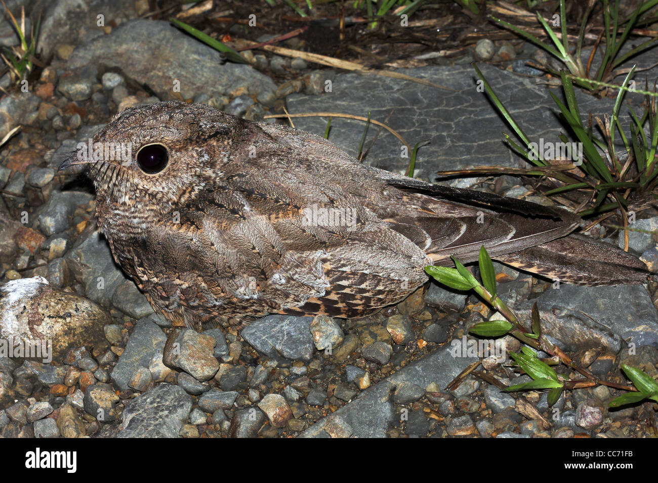 A Nightjar (Caprimulgus sp.) in the Peruvian Amazon Stock Photo - Alamy