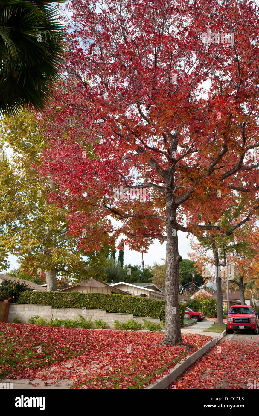 Liquid amber tree red hi-res stock photography and images - Alamy