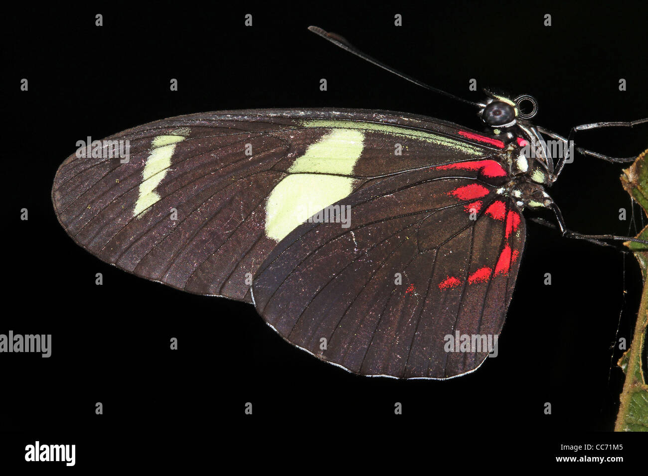 Peruvian butterfly hi-res stock photography and images - Alamy