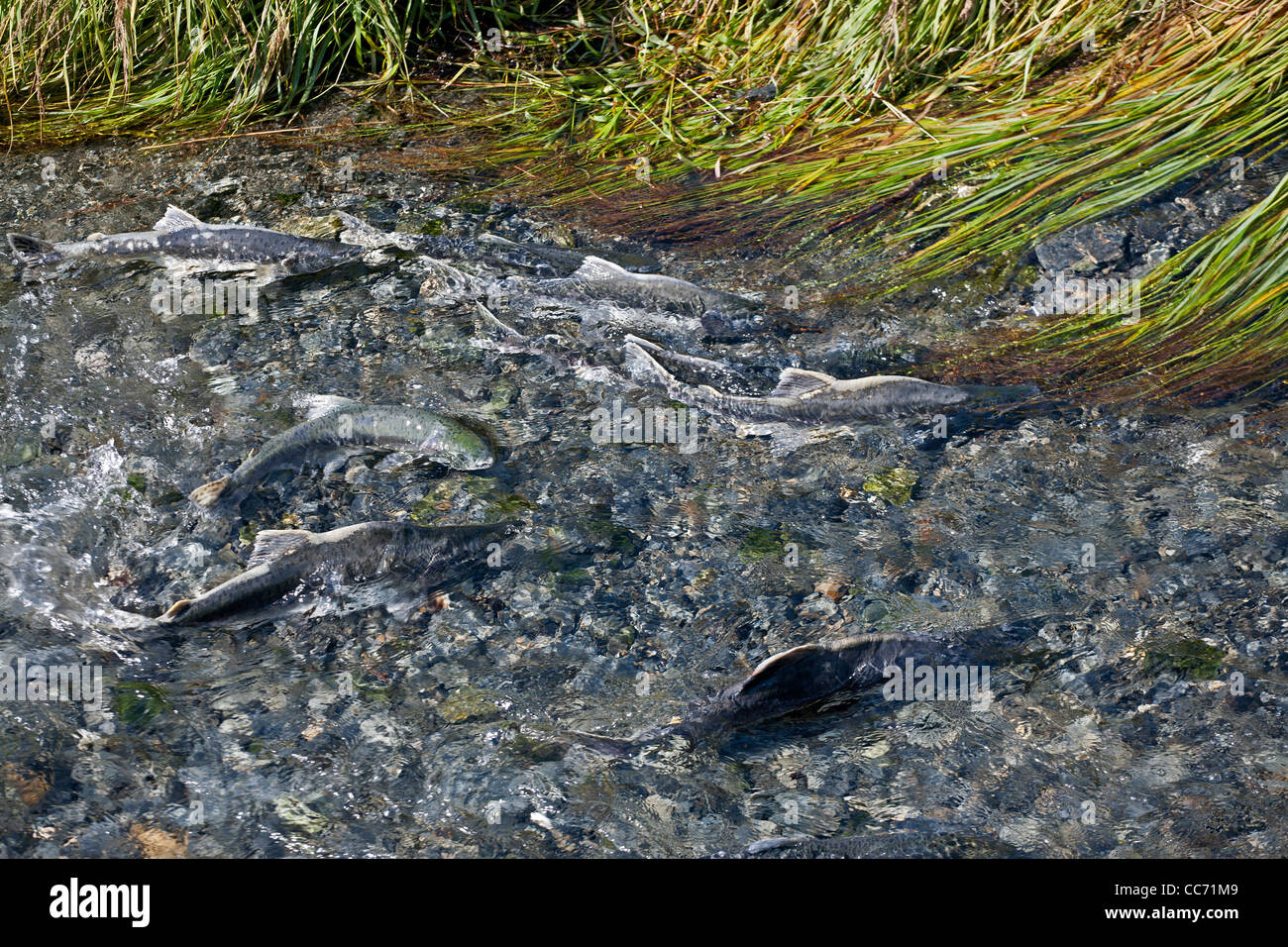 Salmons spawning. Crooked Creek. Valdez. Alaska. USA Stock Photo - Alamy