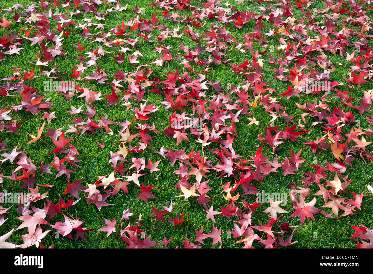 Red Liquid Amber Leaves on Green Lawn Stock Photo - Alamy
