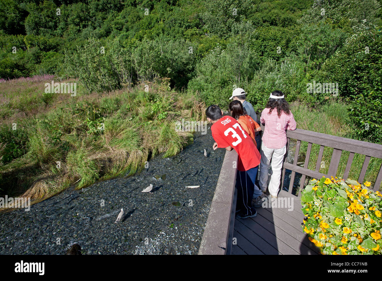 Tourists watching the salmons spawning. Crooked Creek observation deck ...