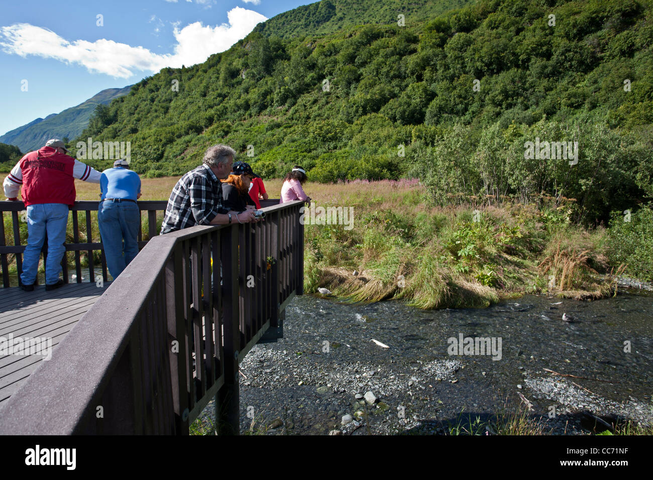 Tourists watching the salmons spawning. Crooked Creek observation deck ...