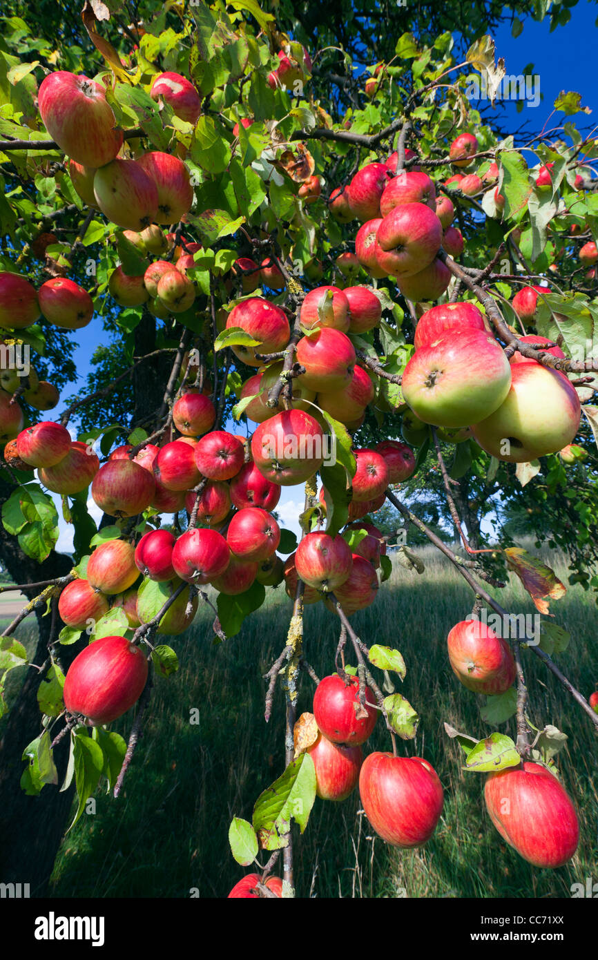 Apple Tree (Malus sp.), with Ripened Fruits, Lower Saxony, Germany ...