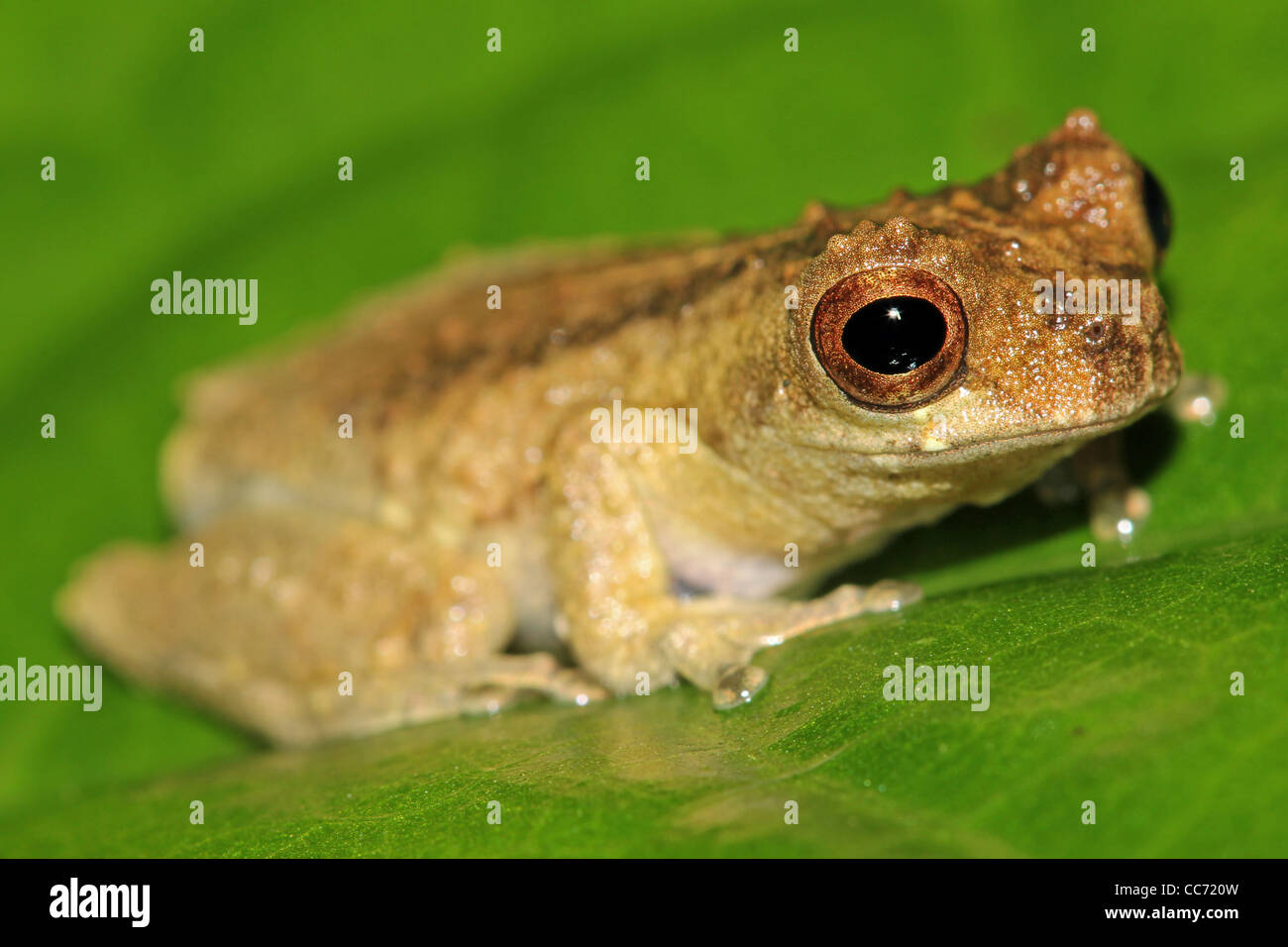 A cute Short-headed Treefrog (Dendropsophus parviceps) in the Peruvian ...