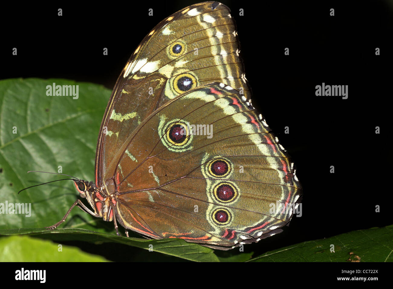 The magnificent Helenor Morpho (Morpho helenor) in the Peruvian Amazon ...