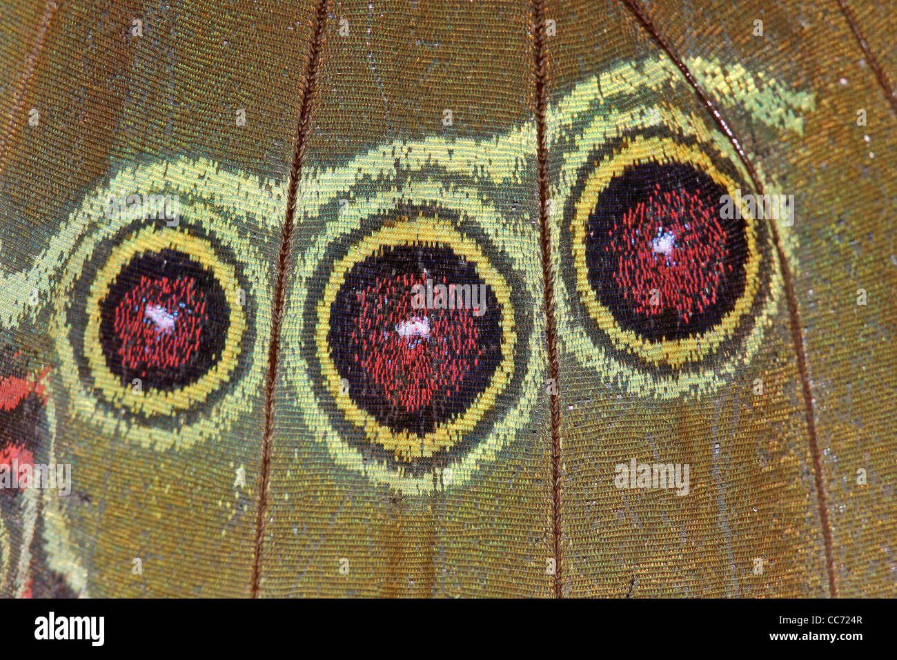 The magnificent Helenor Morpho (Morpho helenor) in the Peruvian Amazon ...