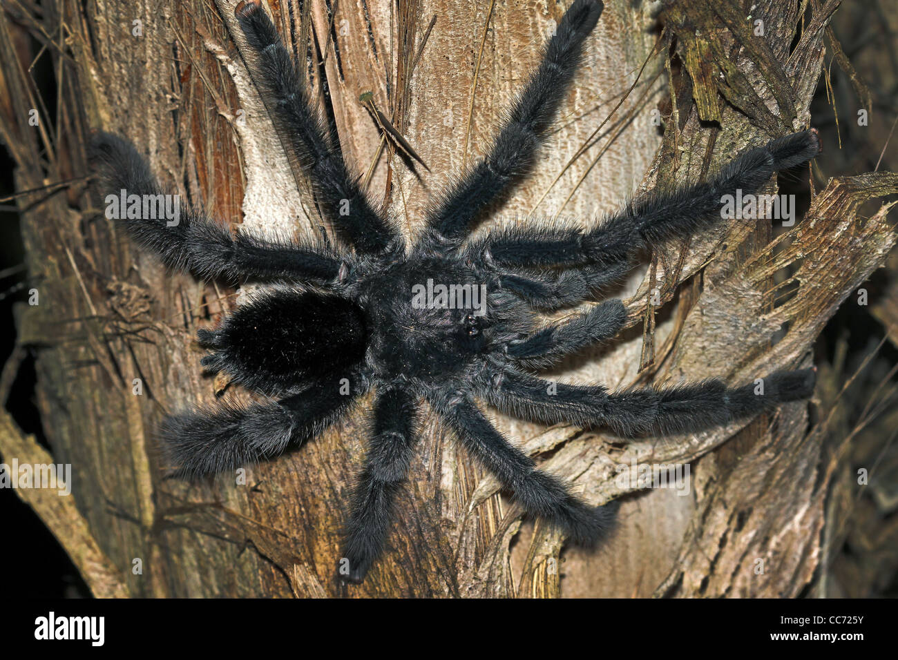 A Pinktoe Tarantula (Avicularia sp.) in the Peruvian Amazon Stock Photo ...