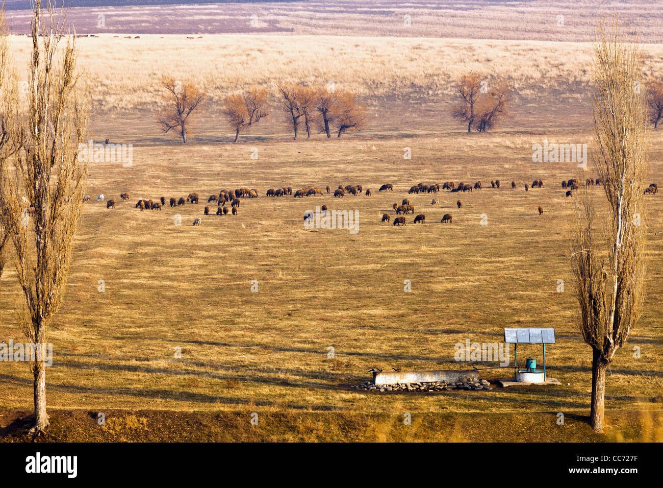 Heard of sheep hi-res stock photography and images - Alamy