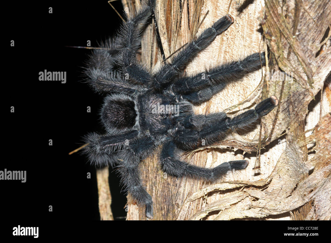 A Pinktoe Tarantula (Avicularia sp.) in the Peruvian Amazon Stock Photo ...