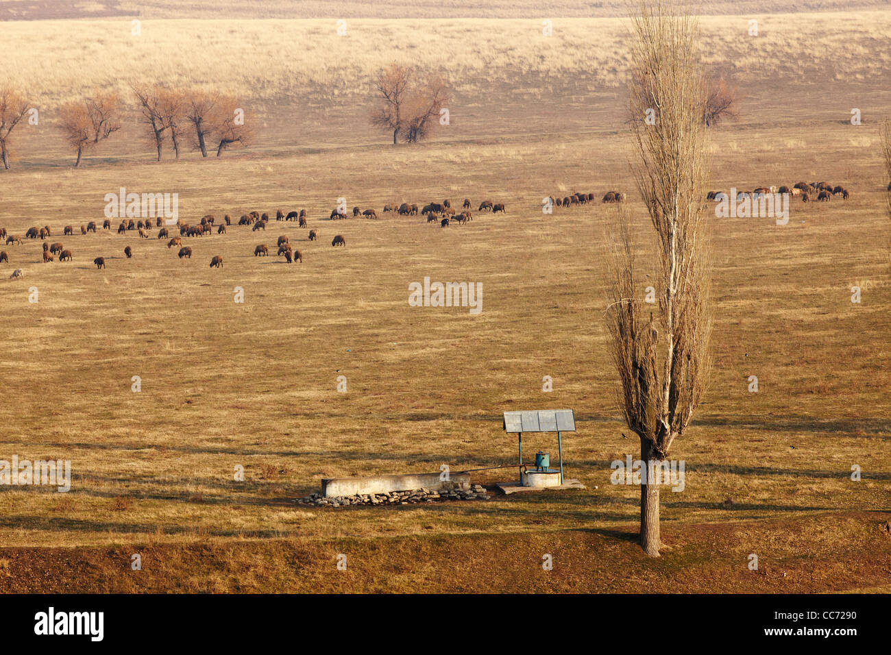 Heard of sheep hi-res stock photography and images - Alamy