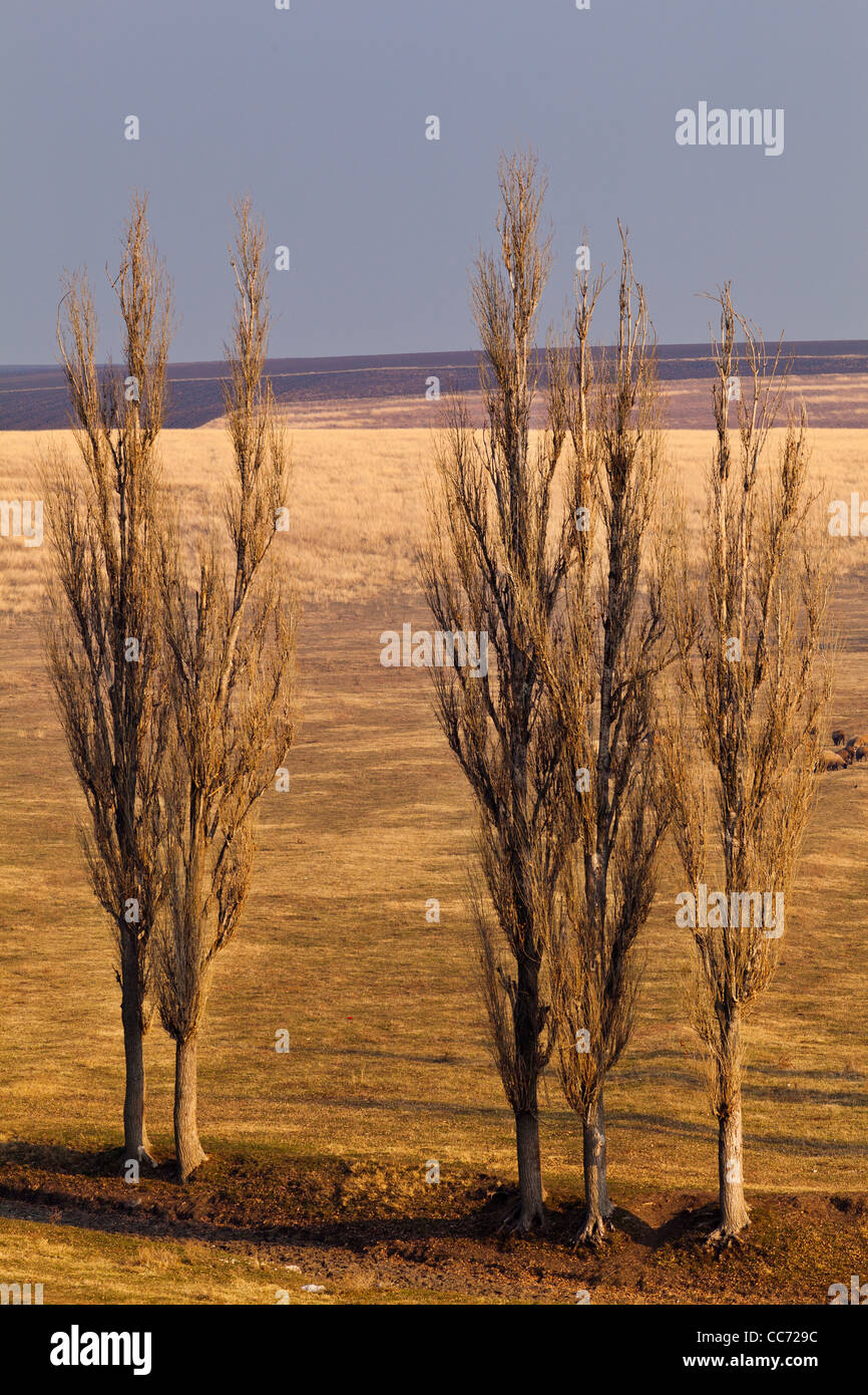 Landscape with a group of poplar (populus) trees on a meadow Stock ...