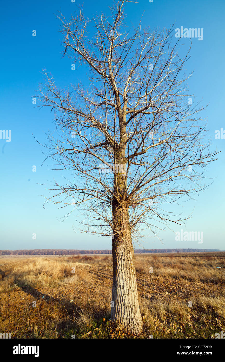 Single poplar tree (populus) in a meadow under blue sky Stock Photo - Alamy