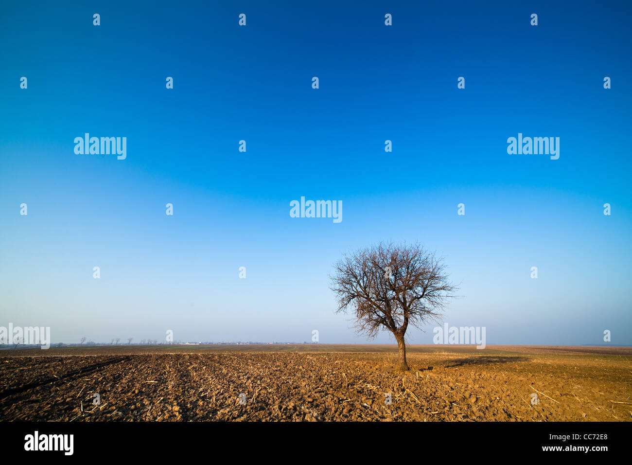 Single hornbeam tree in a plow land under blue sky Stock Photo - Alamy