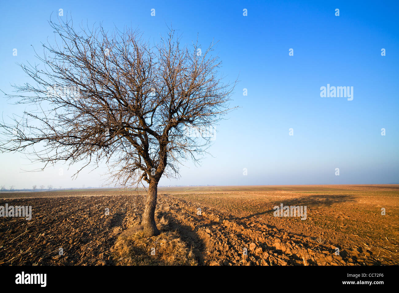 Single hornbeam tree in a plow land under blue sky Stock Photo - Alamy