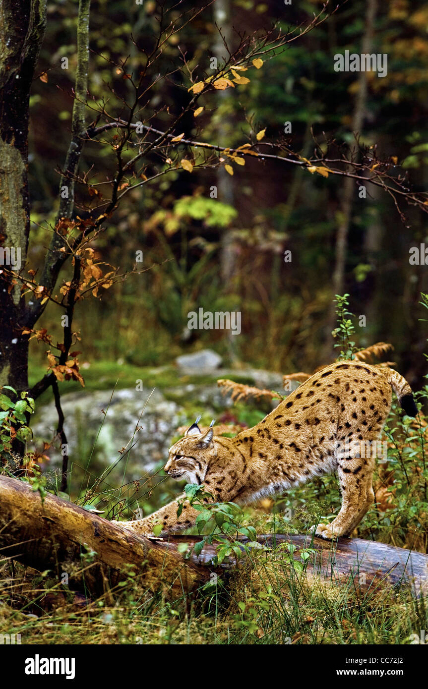 Eurasian lynx (Lynx lynx) stretching on tree trunk in woodland ...