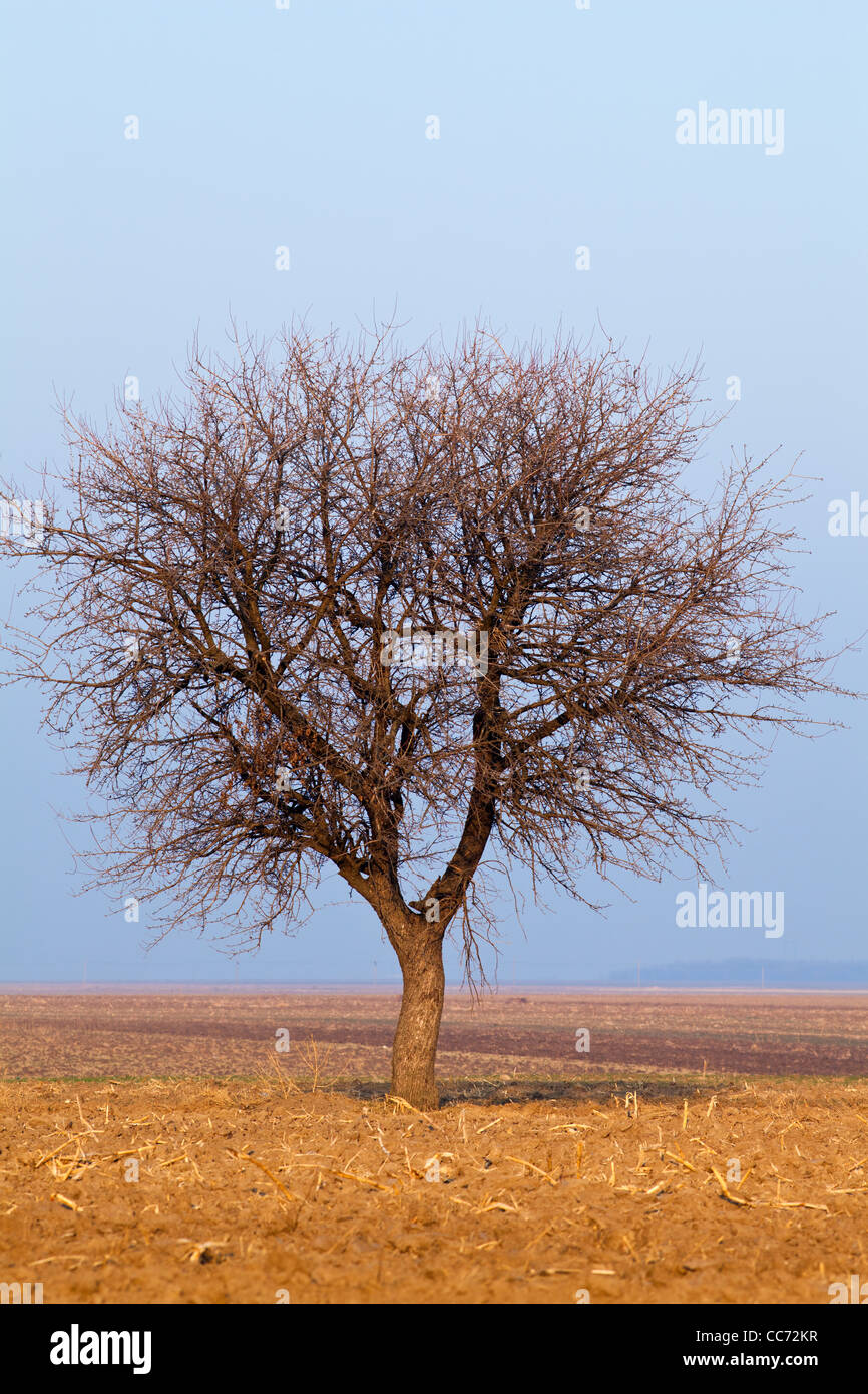 Single hornbeam tree in a plow land under blue sky Stock Photo - Alamy