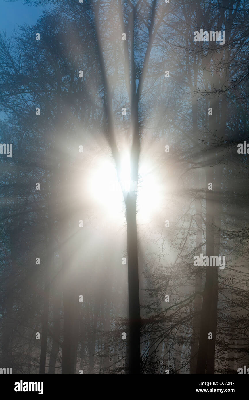 Autumn Morning Sunshine and Mist , Shining through Trees in Woodland ...
