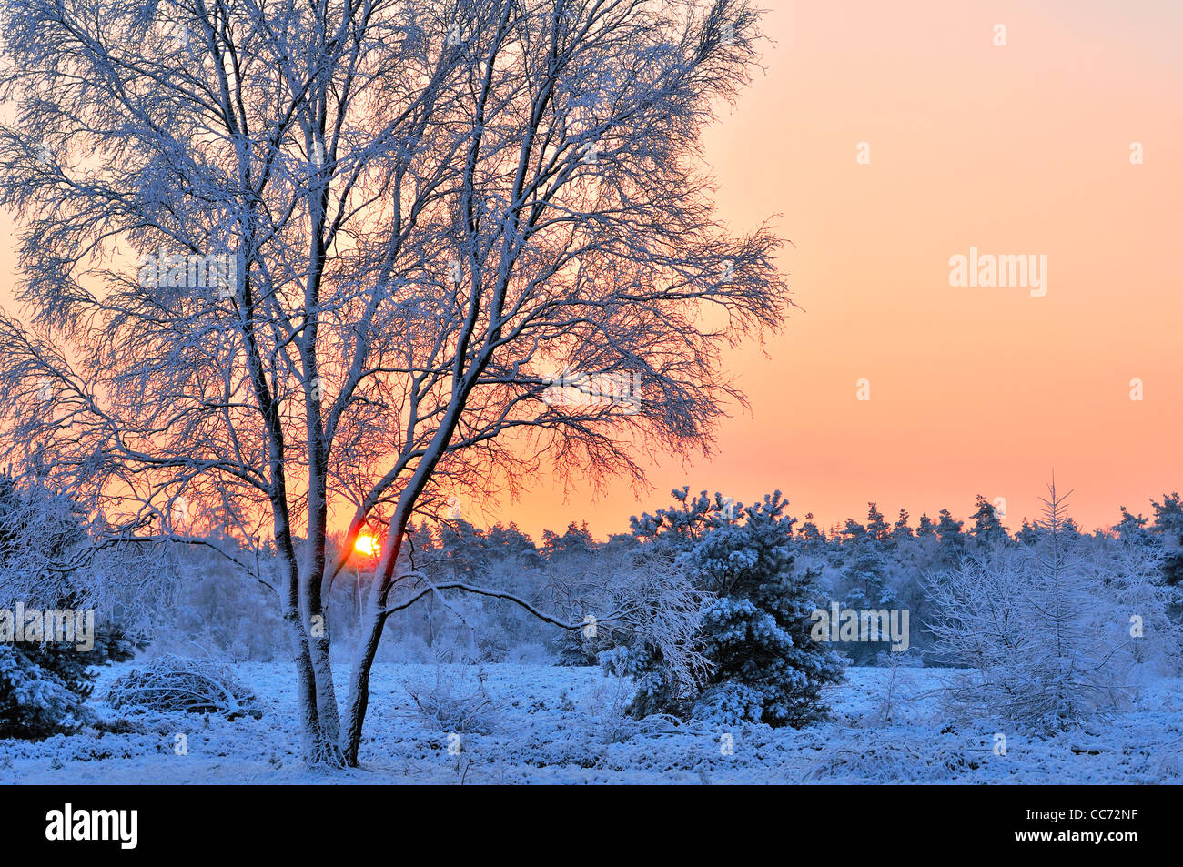 Trees covered in snow in winter landscape at sunrise, the Netherlands ...