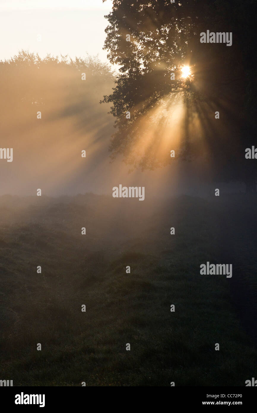 Woodland mist oak hi-res stock photography and images - Alamy