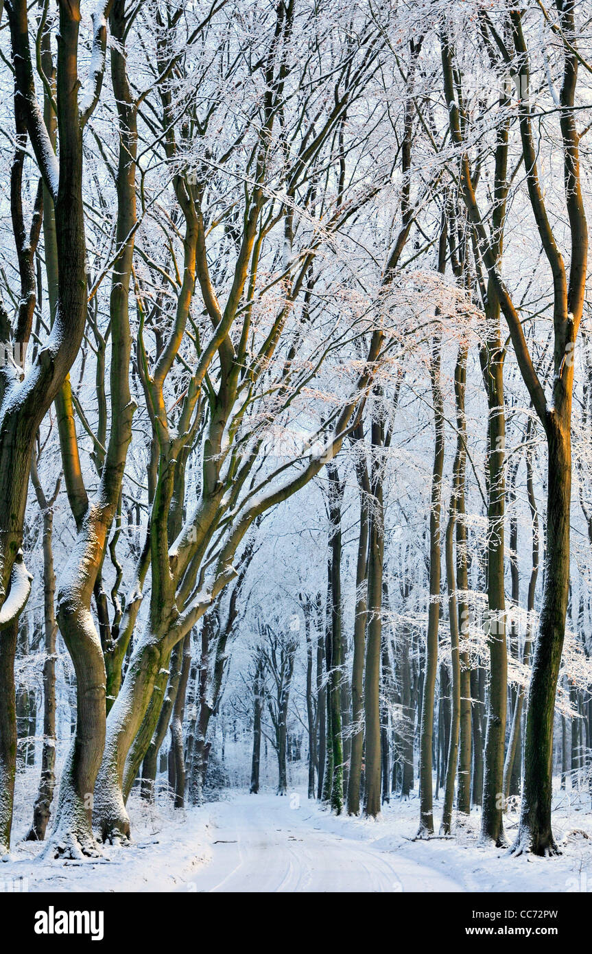 Trees along forest road covered in snow in winter, the Netherlands ...